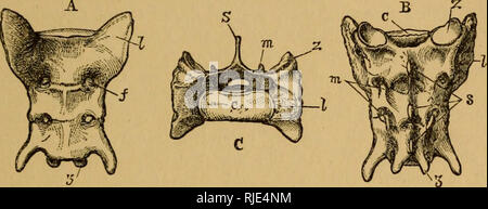 . Anatomy of the cat. Cats; Mammals. THE VERTEBRAL COLUMN. 5 ...