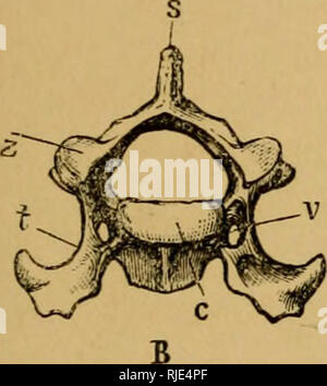 . Anatomy of the cat. Cats; Mammals. THE SKELETON OF THE CAT. bones ...