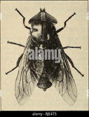 ox warble fly, northern cattle grub (Hypoderma bovis), sitting Stock ...