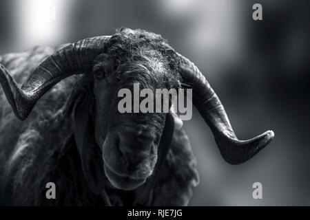 Ram of ancient breed of long-tailed sheep portrait sideview Stock Photo ...