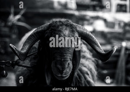 Ram of ancient breed of long-tailed sheep portrait sideview Stock Photo ...