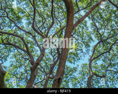 Big tree full of branches, Under the shade of tall trees in tropical ...