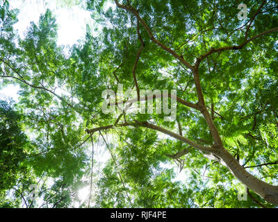 Big tree full of branches, Under the shade of tall trees in tropical ...