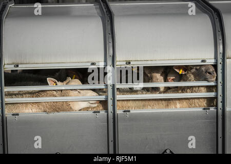 Livestock trailer for transporting farm animals to market UK England GB ...