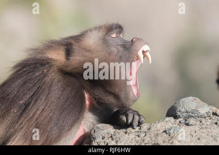 Gelada (Theropithecus gelada) adult male, in 'lip-flip' display, Simien ...