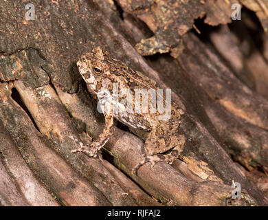 juvenile cane toad Stock Photo - Alamy