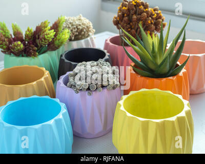 Colorful concrete planters with cactus, flowers and succulent plants ...
