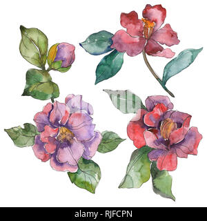 Red purple camelia floral botanical flower. Wild spring leaf wildflower ...