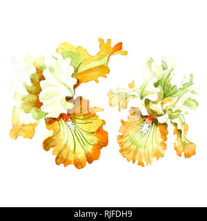 Orange white iris floral botanical flower. Wild spring leaf wildflower ...