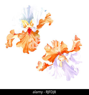 Orange white iris floral botanical flower. Wild spring leaf wildflower ...