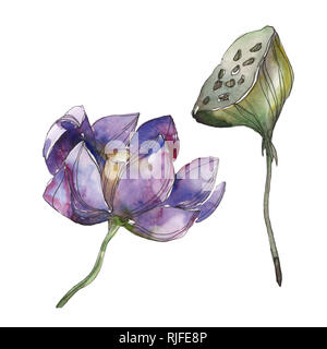Purple lotus foral botanical flower. Wild spring leaf wildflower ...