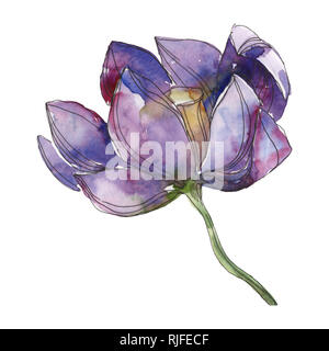 Purple lotus foral botanical flower. Wild spring leaf wildflower ...