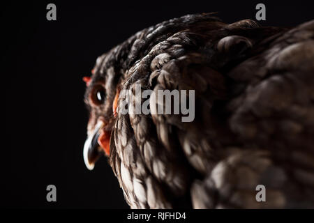 A selective focus shot of a brown hen on bokeh background Stock Photo ...