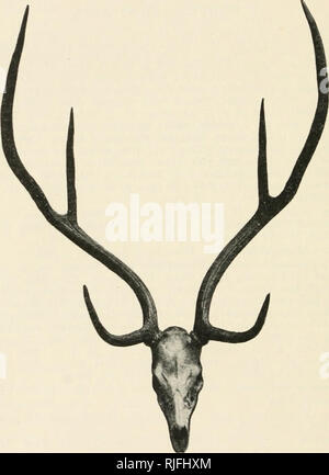 Cervus axis, axis deer (axis axis), chital, deer, ungulates, even-toed ...
