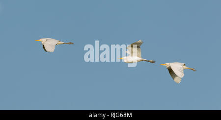 Flock of white cattle egrets flying overhead at dusk Stock Photo - Alamy