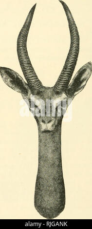 British mammals (Pl. 22 Stock Photo - Alamy
