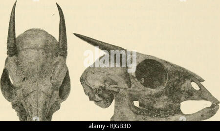 Neotragus batesi skull Stock Photo - Alamy