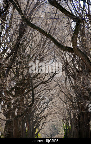 A row of tall hibernating trees in winter forming a canopy with its ...