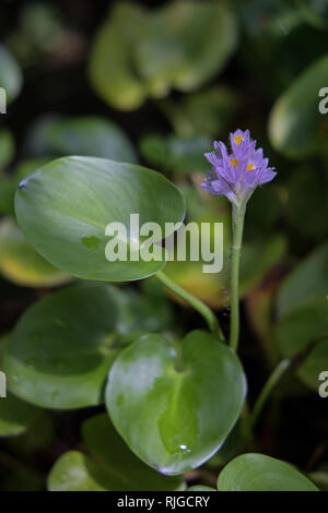 Pike weed an aquatic plant with blue flowers concept photo. Pontederia ...