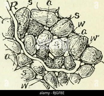. Food; what it is and does . Plant cell Cellular structure(After Konig ...