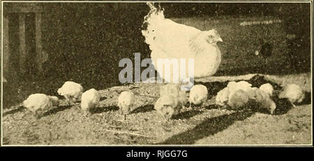 . The beginner in poultry;. Poultry. HATCHING AND BROODING WITH MOTHER ...