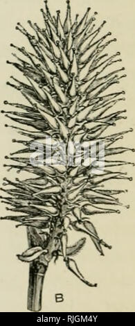 Male and female catkin from willow Salix tree isolated on white ...