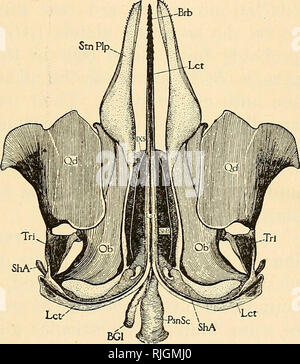 Honey bee lancets Stock Photo - Alamy