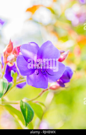 Brazilian glory bush purple princess flower Tibouchina Urvilleana Stock ...