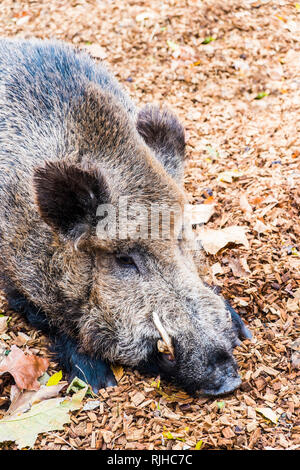Eurasian Wild boar Sus scrofa X domestic pig hybrid Piglets suckling ...