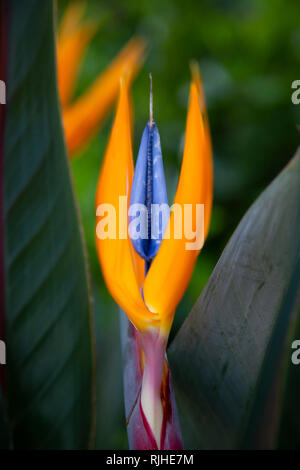 Bird-of-Paradise Flower (Strelitziaceae Stock Photo - Alamy