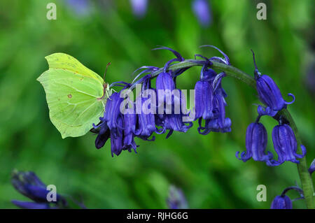 Brimstone Butterflies Flying Stock Photo - Alamy