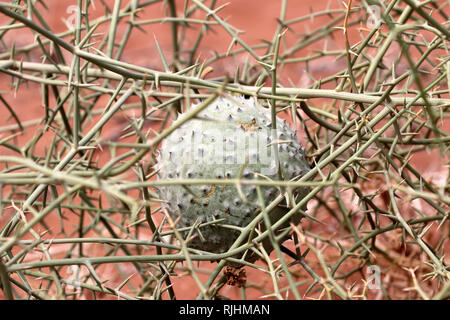 Nara Plant Fruit (Acanthosicyos horridus) in the Kalahari Desert ...