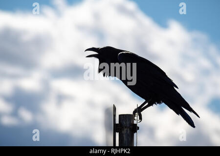 A california raven (Corvus corax) sitting on a fence in Pt Reyes ...