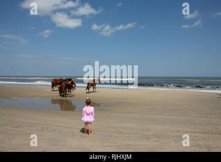 Wild mustangs or banker horses (Equus ferus caballus) in Currituck ...