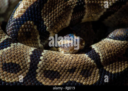 A snake at the Oasis Park in Fuerteventura, Canary Islands Stock Photo ...