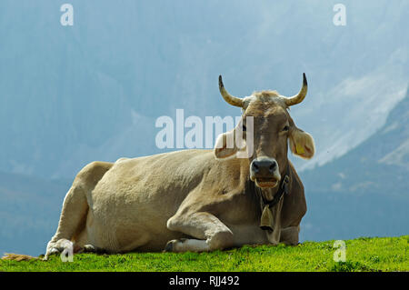 Cow on alpine pasture, Tyrolese Grey Cattle, Stoeckl-Alm, Navis ...