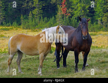 Italian Heavy Draft, Rapid Heavy Draft and Haflinger Horse. Three ...