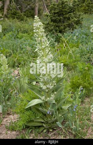 Frasera speciosa Frasera speciosa Stock Photo - Alamy