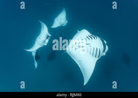 closeup of underside of giant manta ray with remora parasite fish on it ...