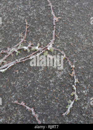 Ice of ground trailing bramble canes Stock Photo - Alamy