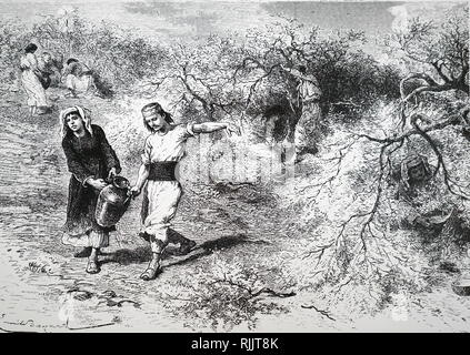 An engraving depicting the process of making turpentine: here dipping ...