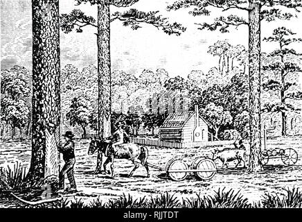 An engraving depicting the process of making turpentine: here dipping ...