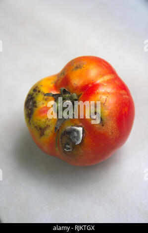 Old wrinkled moldy tomato on board, unhealthy and disgusting eating ...