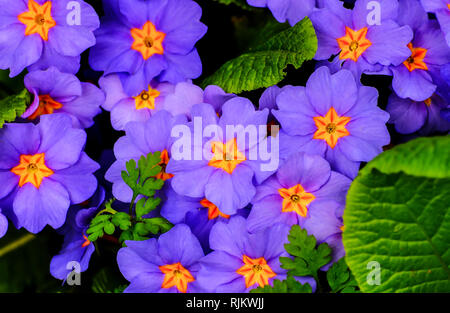 Spring awakening, blue flowers of the primula in spring Stock Photo - Alamy