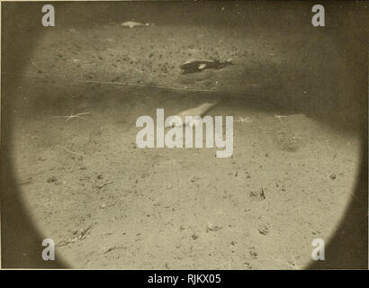 . The bathyscaph Trieste : technological and operational aspects, 1958 ...