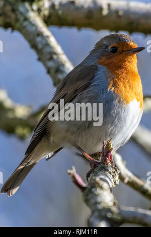 A European Robin (Erithacus rubecula) a common bird found in many UK ...