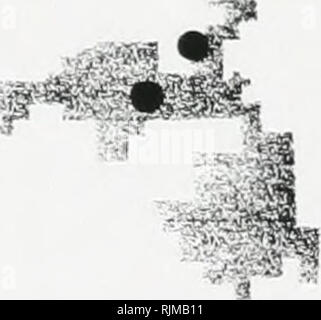 . Bat survey of the Sioux District, Custer National Forest : 1994 ...