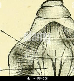 . Elementary text-book of zoology. ANNULATA. 179 CHAPTER XVI. ANNULATA ...