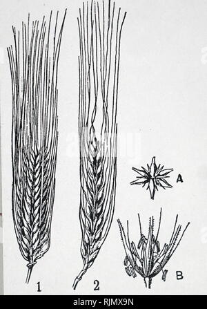 An engraving depicting an ear of Barley. Engraving published Paris 1883 ...