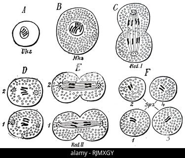 August Weismann Mice Experiment